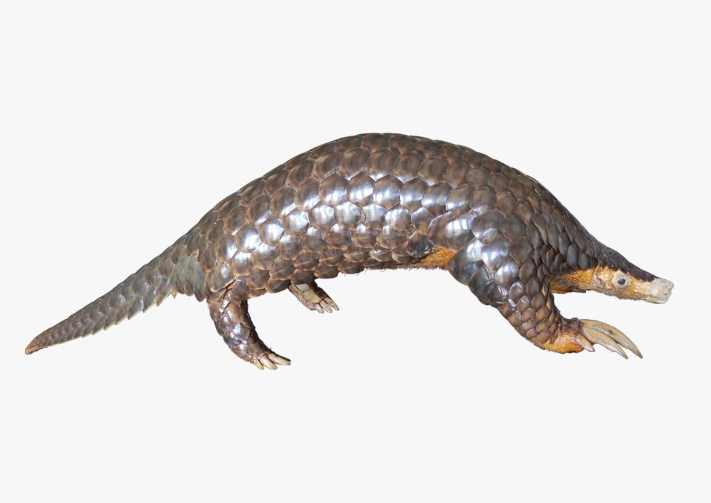 The Himalayan Pangolin Returns: The Evolutionary Story and Revalidation ...